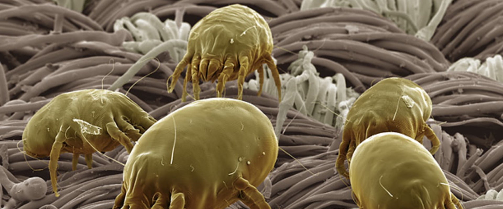Controlling Dust Mite Allergies in Your Home: An Expert's Guide