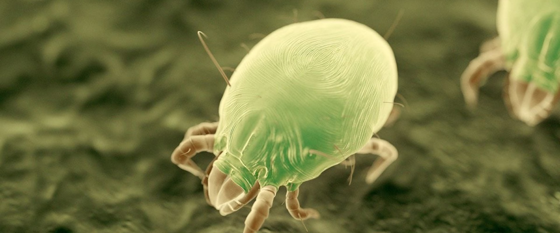 What Attracts Dust Mites At Timothy Simpson Blog What Attracts Dust Mites At Timothy Simpson Blog